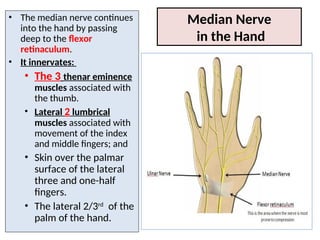 7- Axillary & Median Nehsbsvsgsgeegerves.ppt