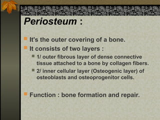 7-Bone & Bone Formation.ppt