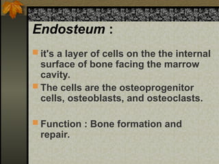7-Bone & Bone Formation.ppt