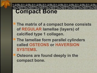 7-Bone & Bone Formation.ppt
