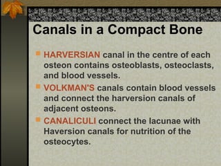 7-Bone & Bone Formation.ppt