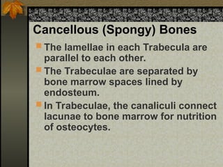 7-Bone & Bone Formation.ppt