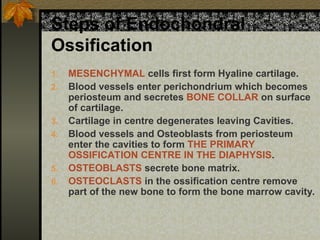 7-Bone & Bone Formation.ppt