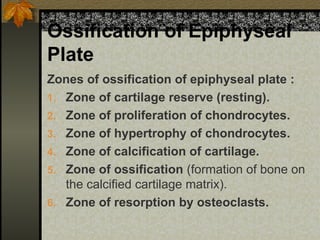 7-Bone & Bone Formation.ppt