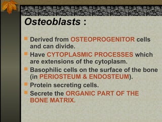 7-Bone & Bone Formation.ppt