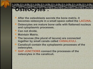 7-Bone & Bone Formation.ppt