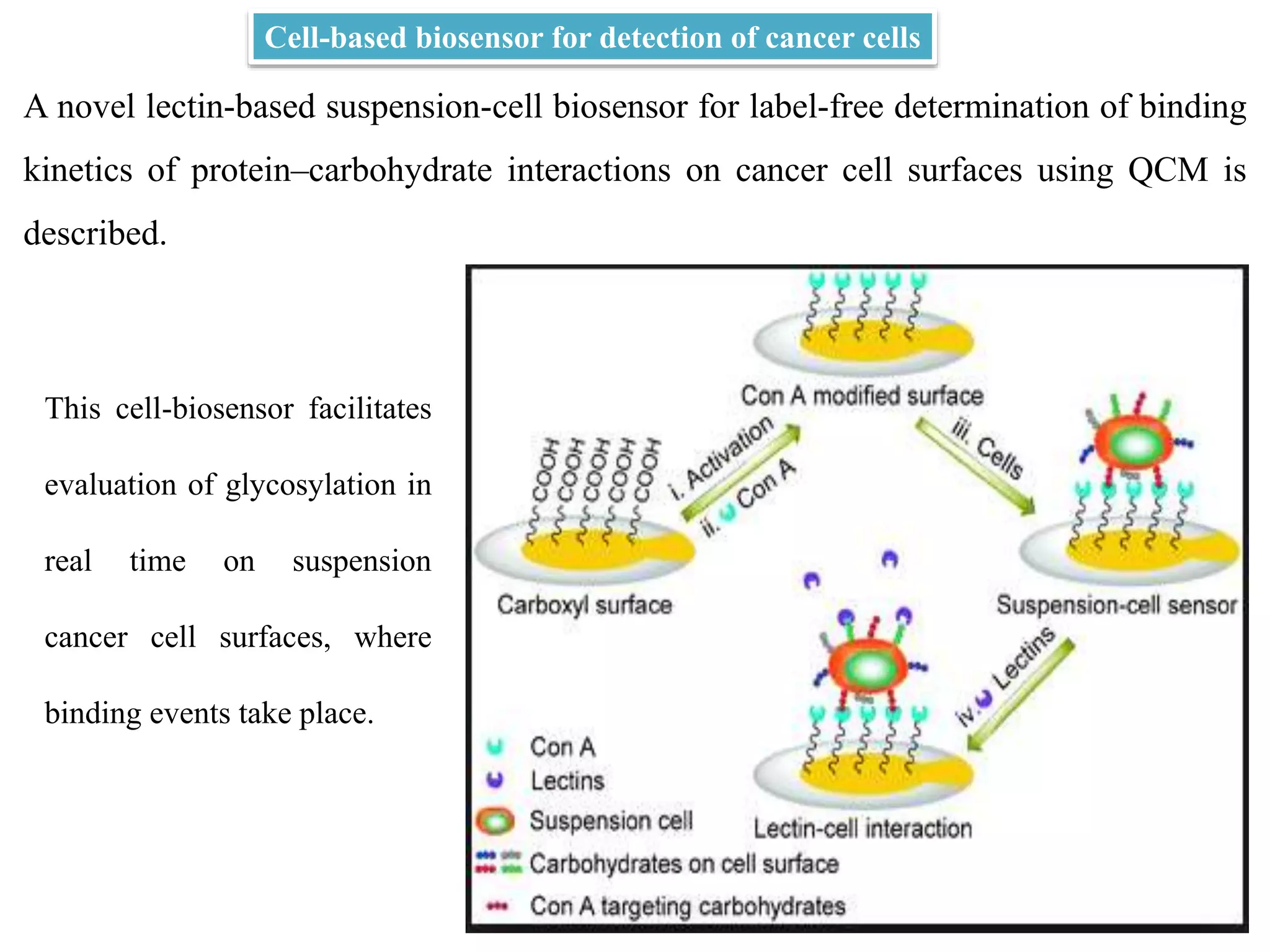 cell-based-biosensor-lecture-7 | PPTX | Chemistry | Science