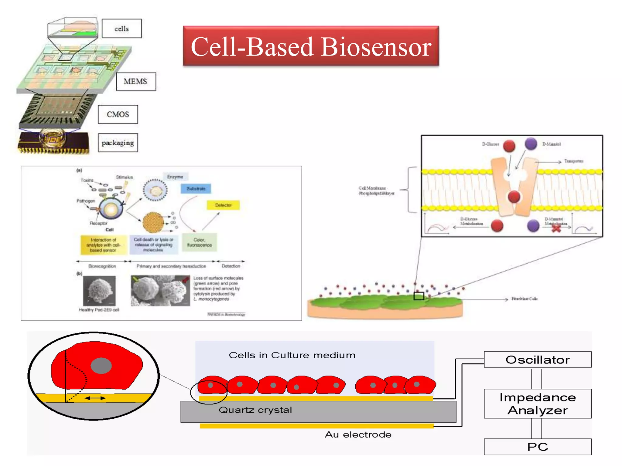 cell-based-biosensor-lecture-7 | PPT
