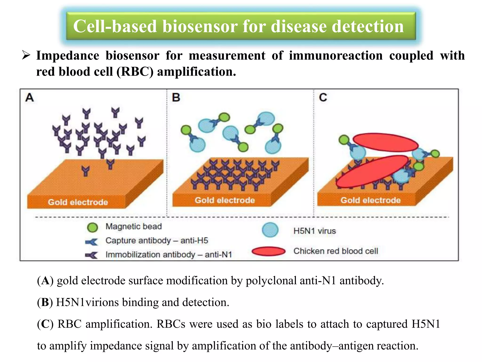 cell-based-biosensor-lecture-7 | PPTX | Chemistry | Science