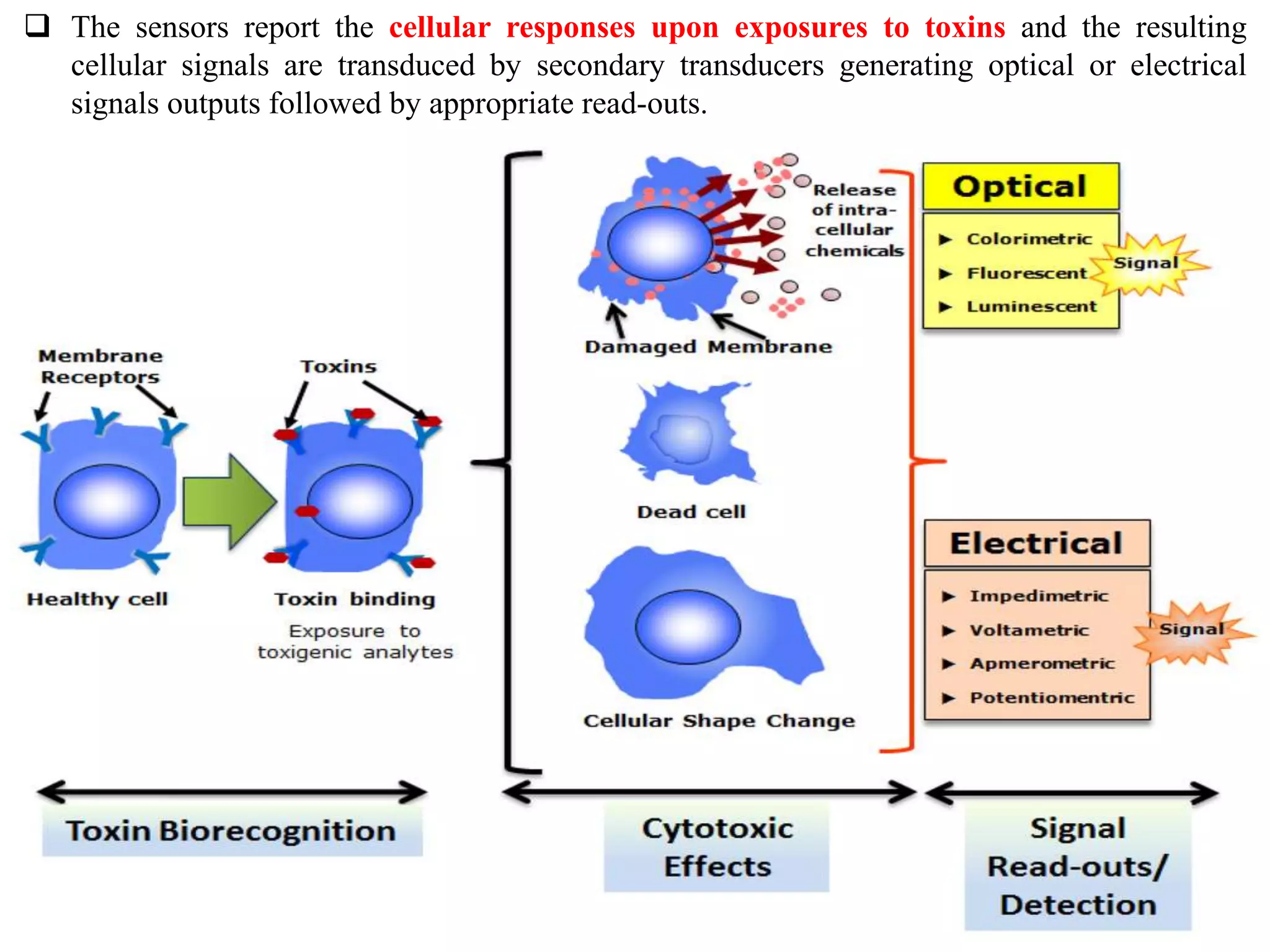 cell-based-biosensor-lecture-7 | PPT