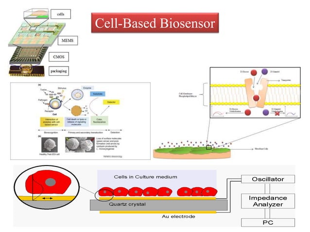 cell-based-biosensor-lecture-7 | PPTX | Chemistry | Science
