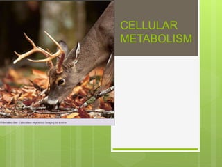 ZOO1- Cellular metabolism | PPTX