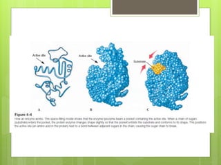ZOO1- Cellular metabolism | PPTX