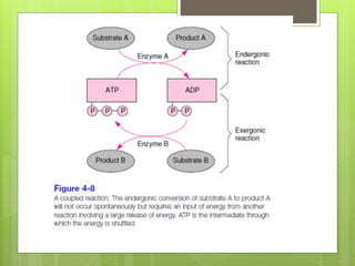ZOO1- Cellular metabolism | PPTX