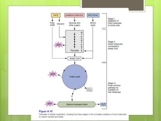 ZOO1- Cellular metabolism | PPTX