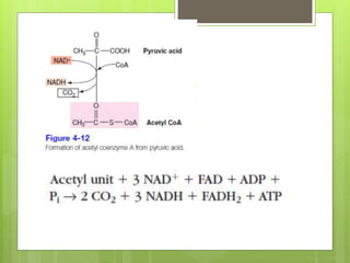ZOO1- Cellular metabolism | PPTX
