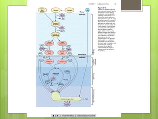 ZOO1- Cellular metabolism | PPTX