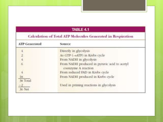 ZOO1- Cellular metabolism | PPTX