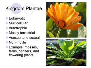Kingdom Plantae Examples Scientific Name