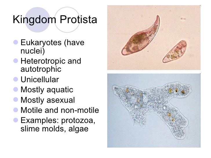 Protists Examples For Kids