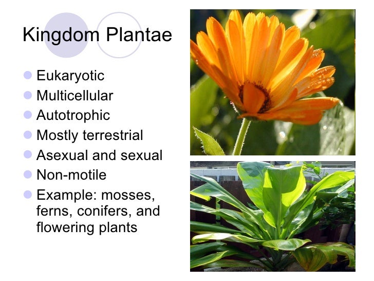 Examples Of Plantae