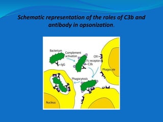 7-COMPLEMENT SYSTEM, 9.pptx