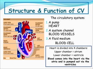 CV CONTROL DURING EXERCISE | PPT