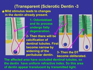 7 dentinogenesis | PPT | Dental Health | Diseases and Conditions