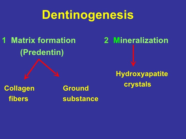 7 dentinogenesis