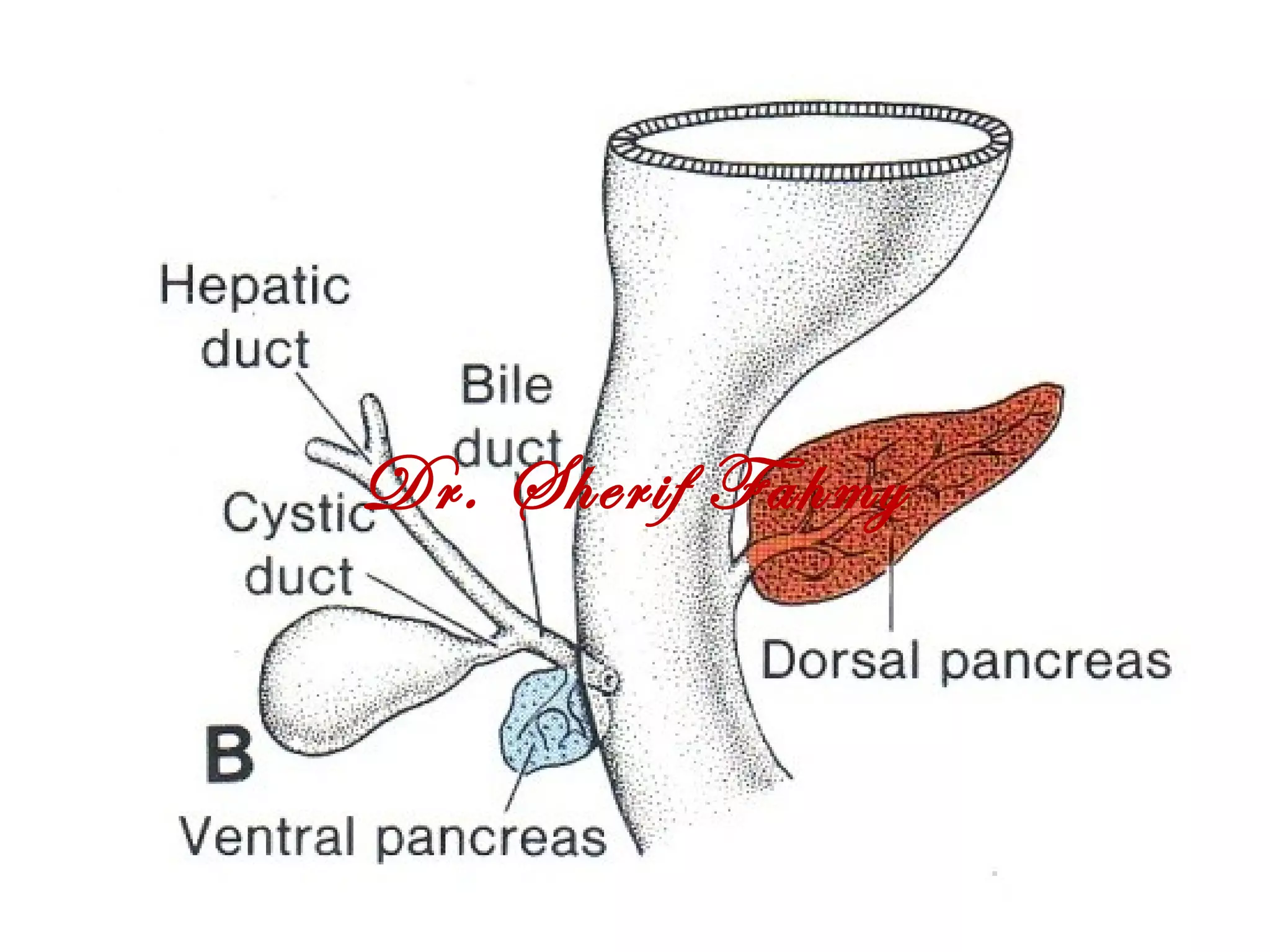 Development of Duodenum (Special Embryology) | PPS