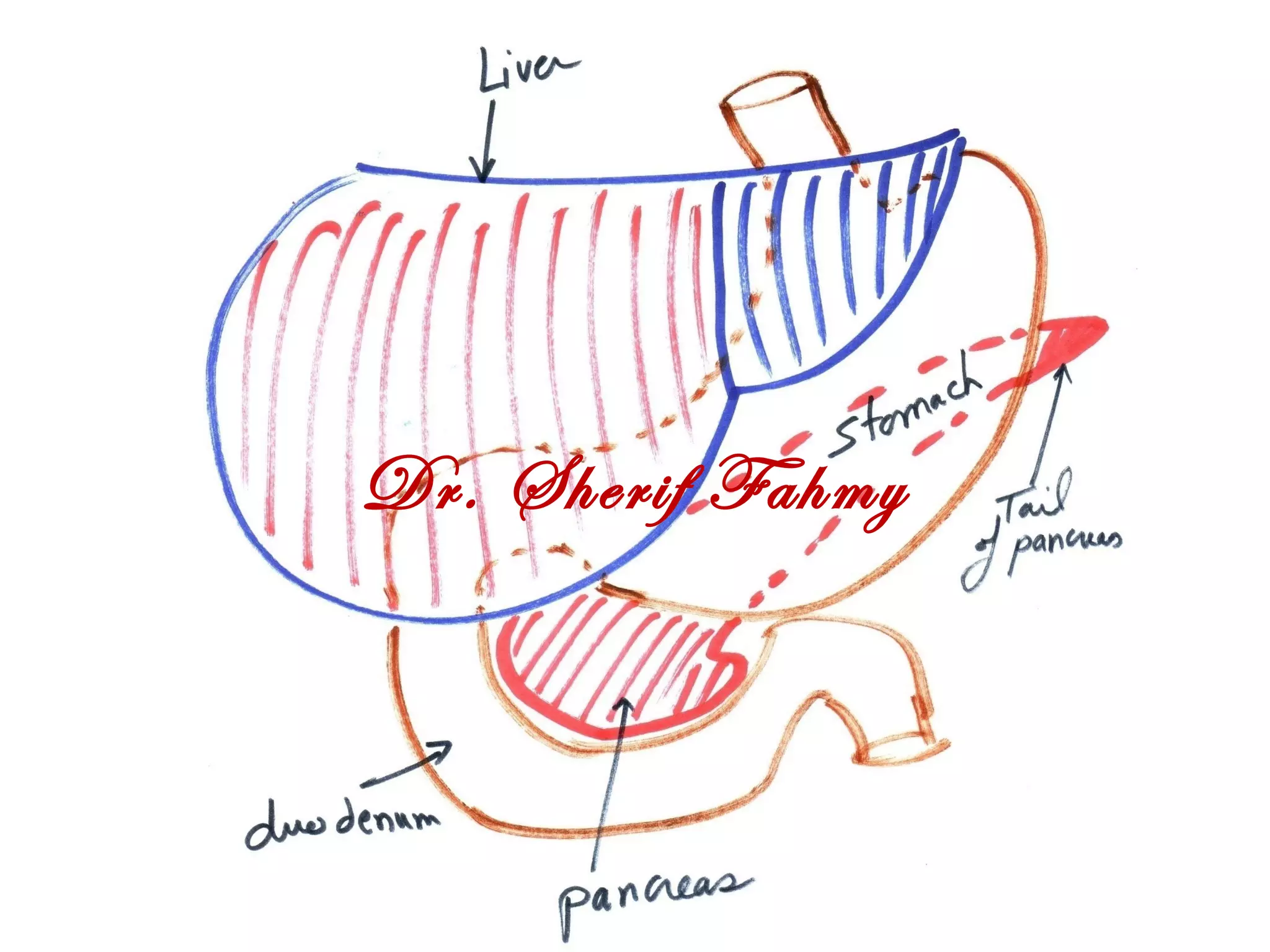 Development of Duodenum (Special Embryology) | PPS