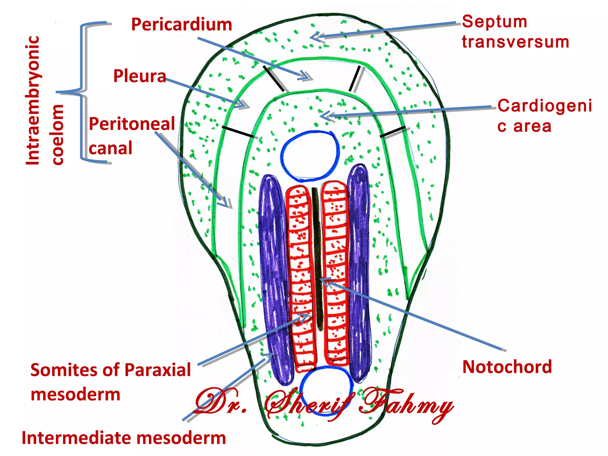 Development of Duodenum (Special Embryology) | PPS