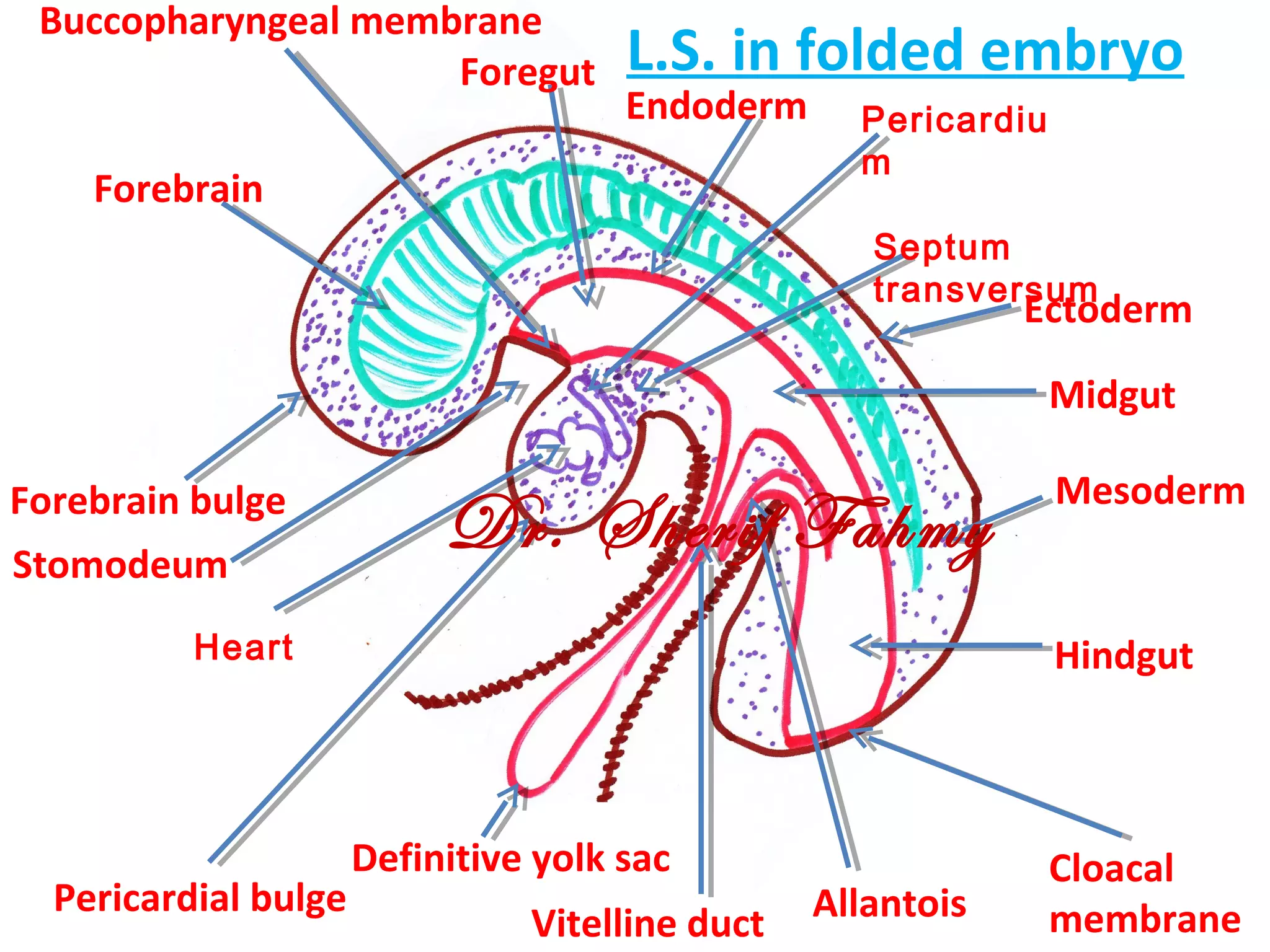 Development of Duodenum (Special Embryology) | PPS