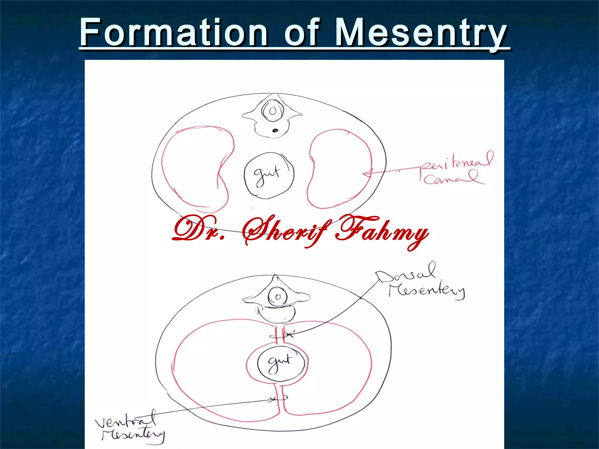 Development of Duodenum (Special Embryology) | PPS