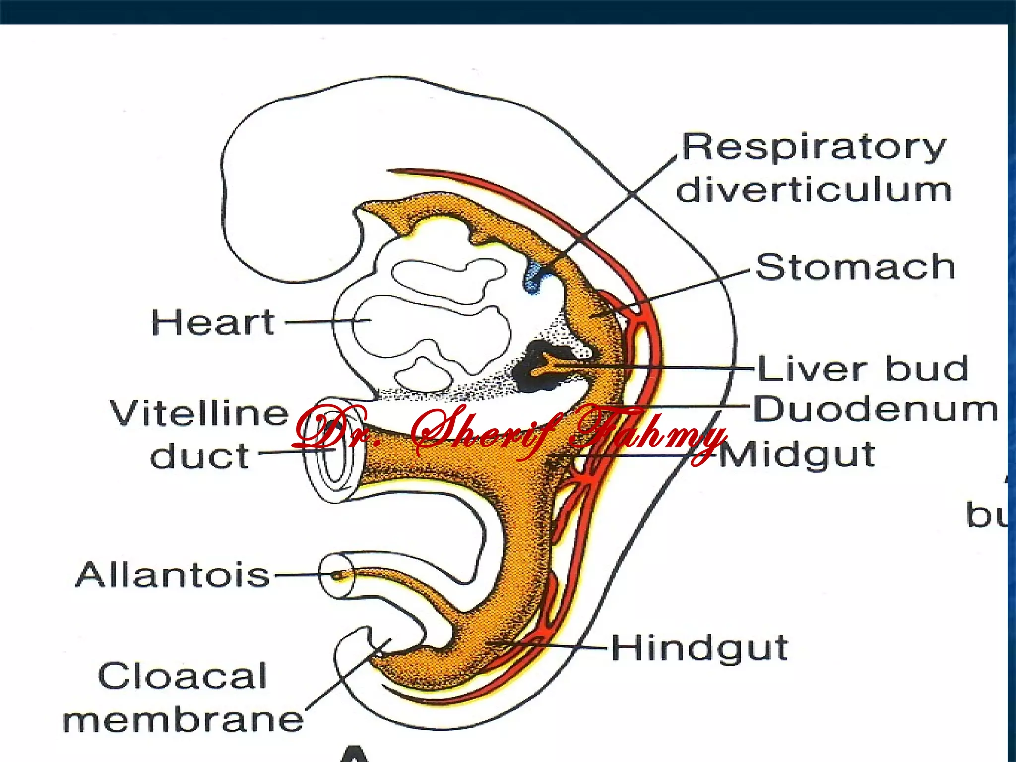 Development of Duodenum (Special Embryology) | PPS