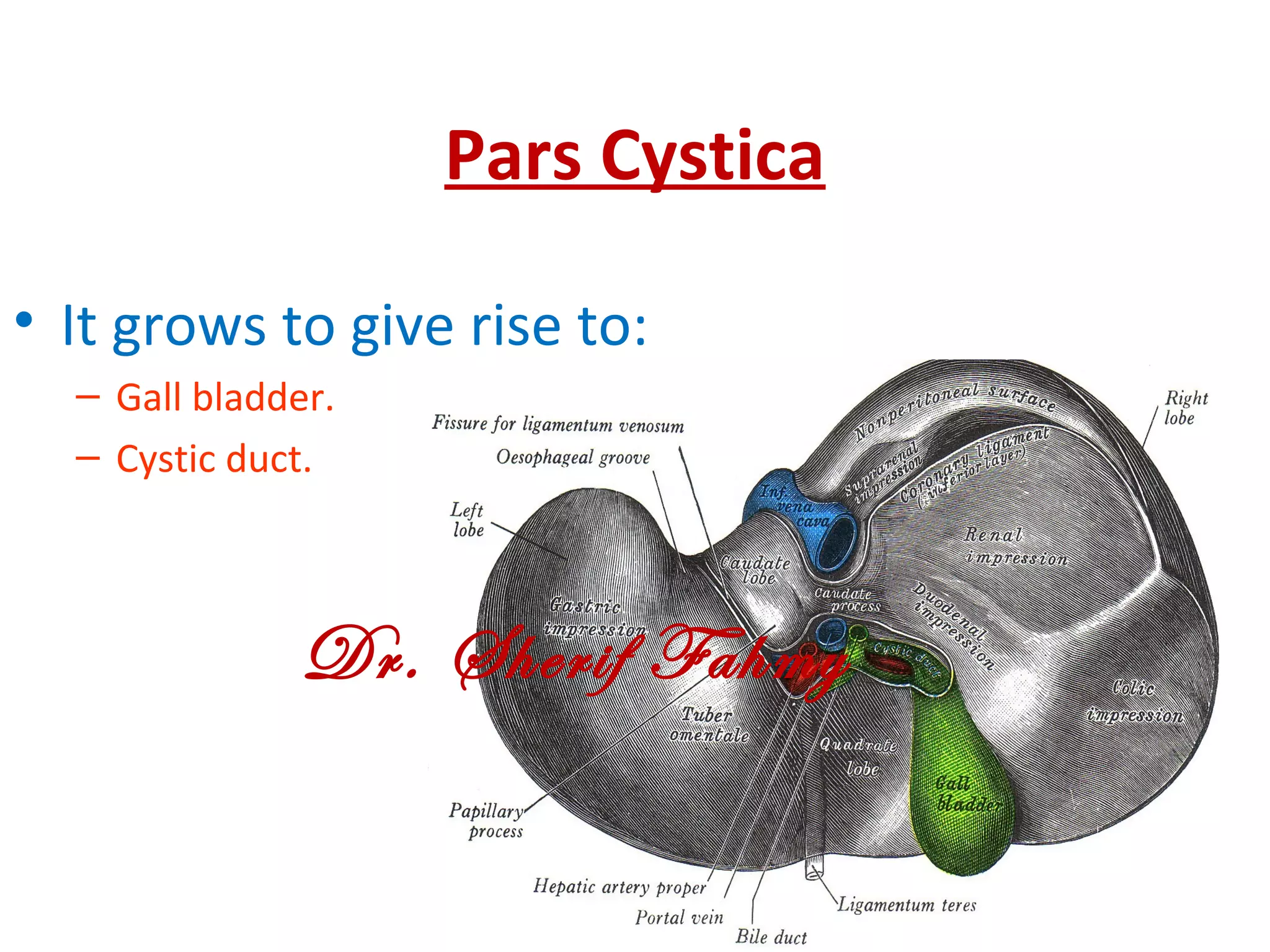 Development of Duodenum (Special Embryology) | PPS