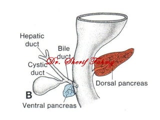 Development of Duodenum (Special Embryology) | PPS