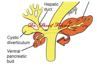 Development of Duodenum (Special Embryology) | PPS