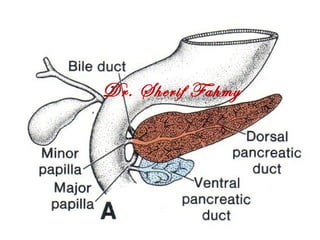 Development of Duodenum (Special Embryology) | PPS
