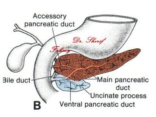 Development of Duodenum (Special Embryology) | PPS
