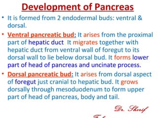 Development of Duodenum (Special Embryology) | PPS