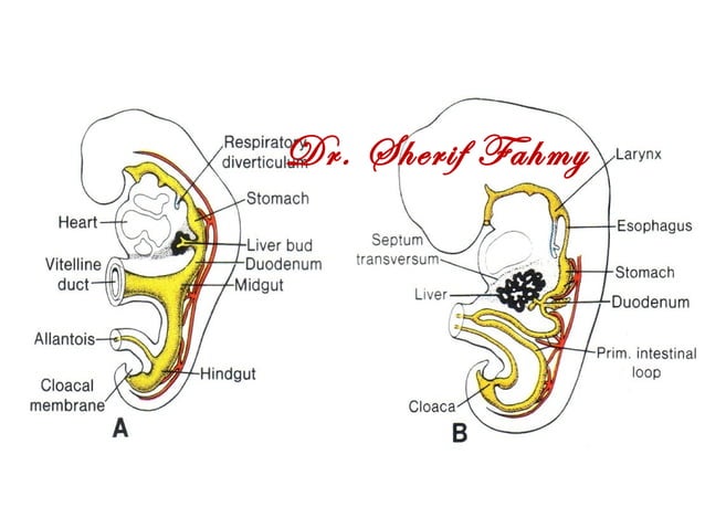Development of Duodenum (Special Embryology) | PPS | Pregnancy ...