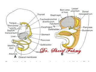 Development of Duodenum (Special Embryology) | PPS