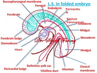 The Embryo Of The Foregut