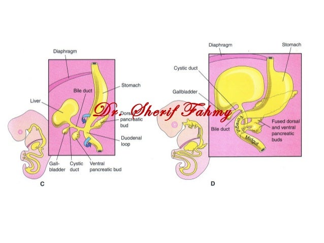 Development of Duodenum (Special Embryology)
