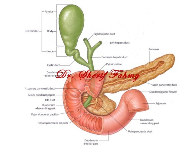 Development of Duodenum (Special Embryology)