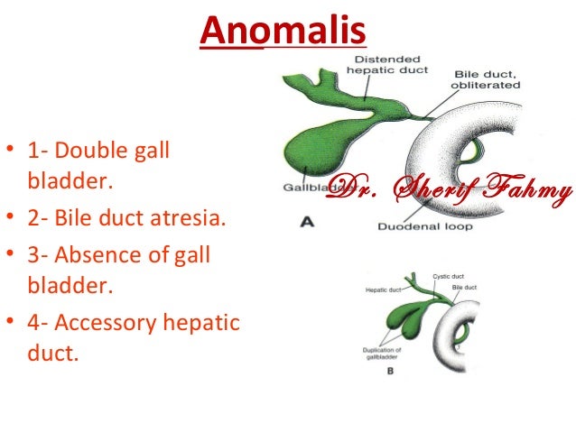 Development of Duodenum (Special Embryology)