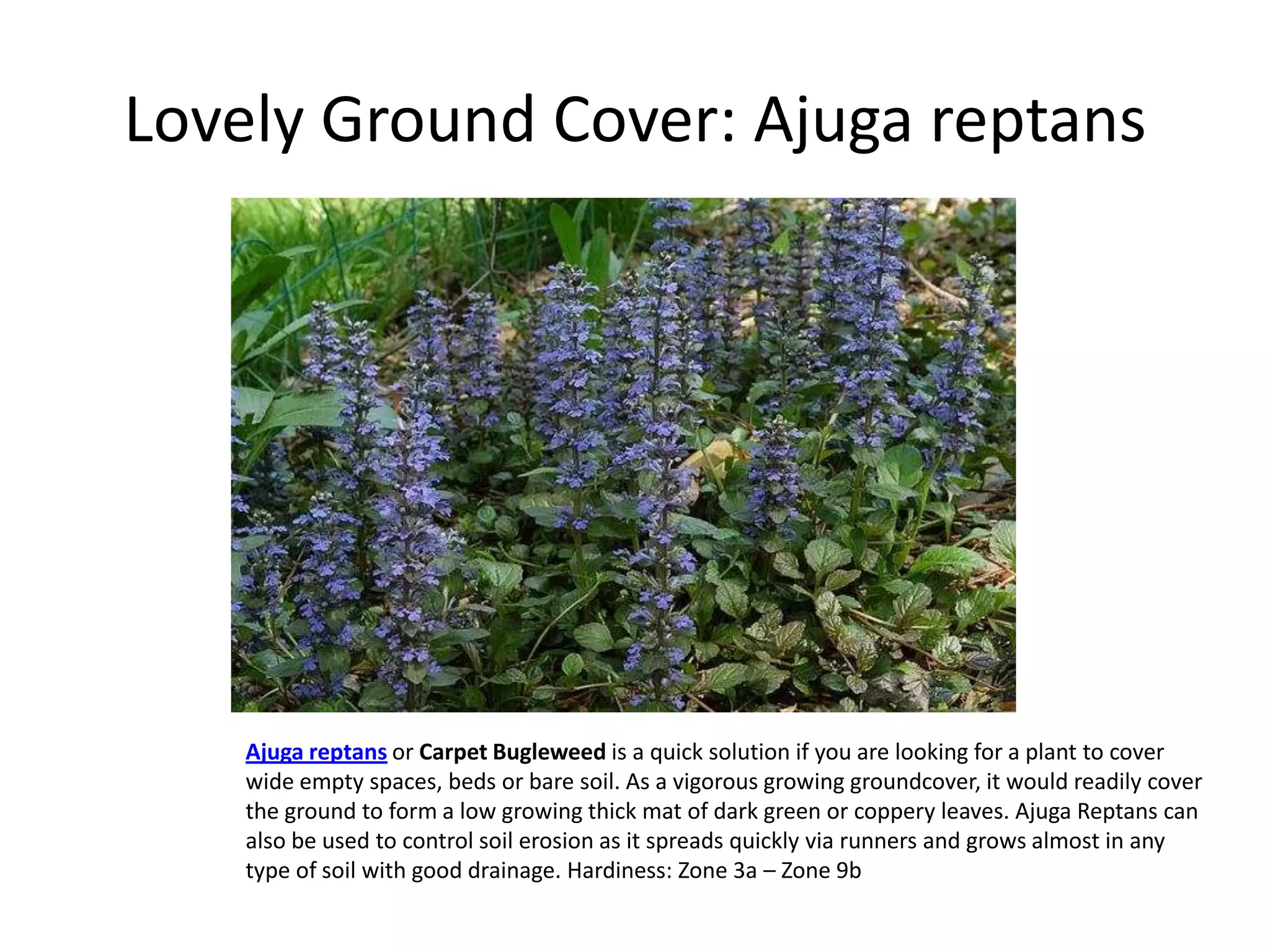 7 Effective Ground Covers for Gardens and Landscapes | PPTX
