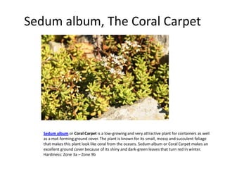 7 Effective Ground Covers for Gardens and Landscapes | PPTX