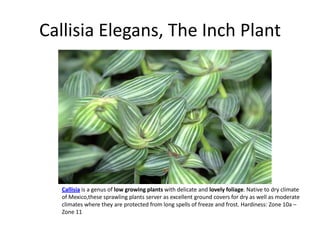 7 Effective Ground Covers for Gardens and Landscapes | PPTX